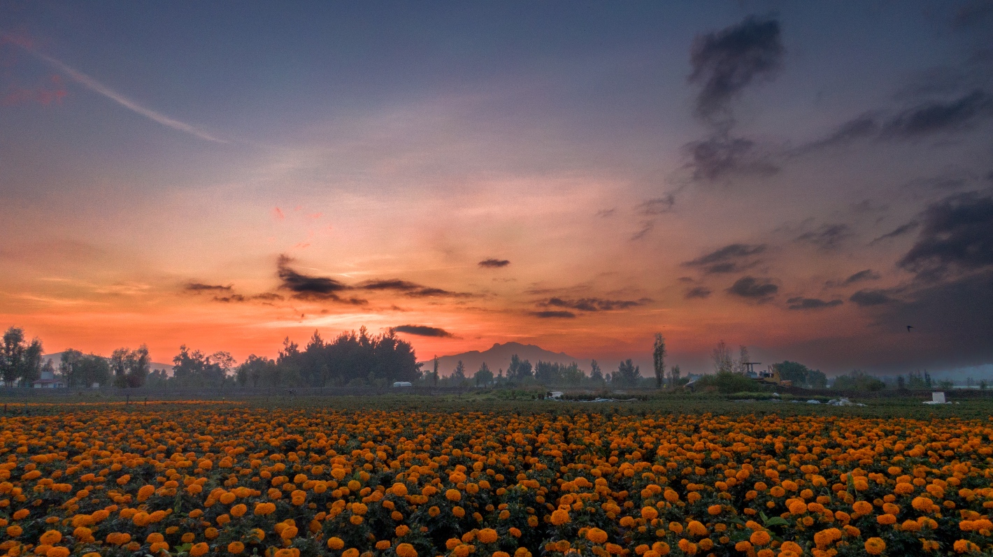 Crece producción de cempasúchil en CDMX: Sedema